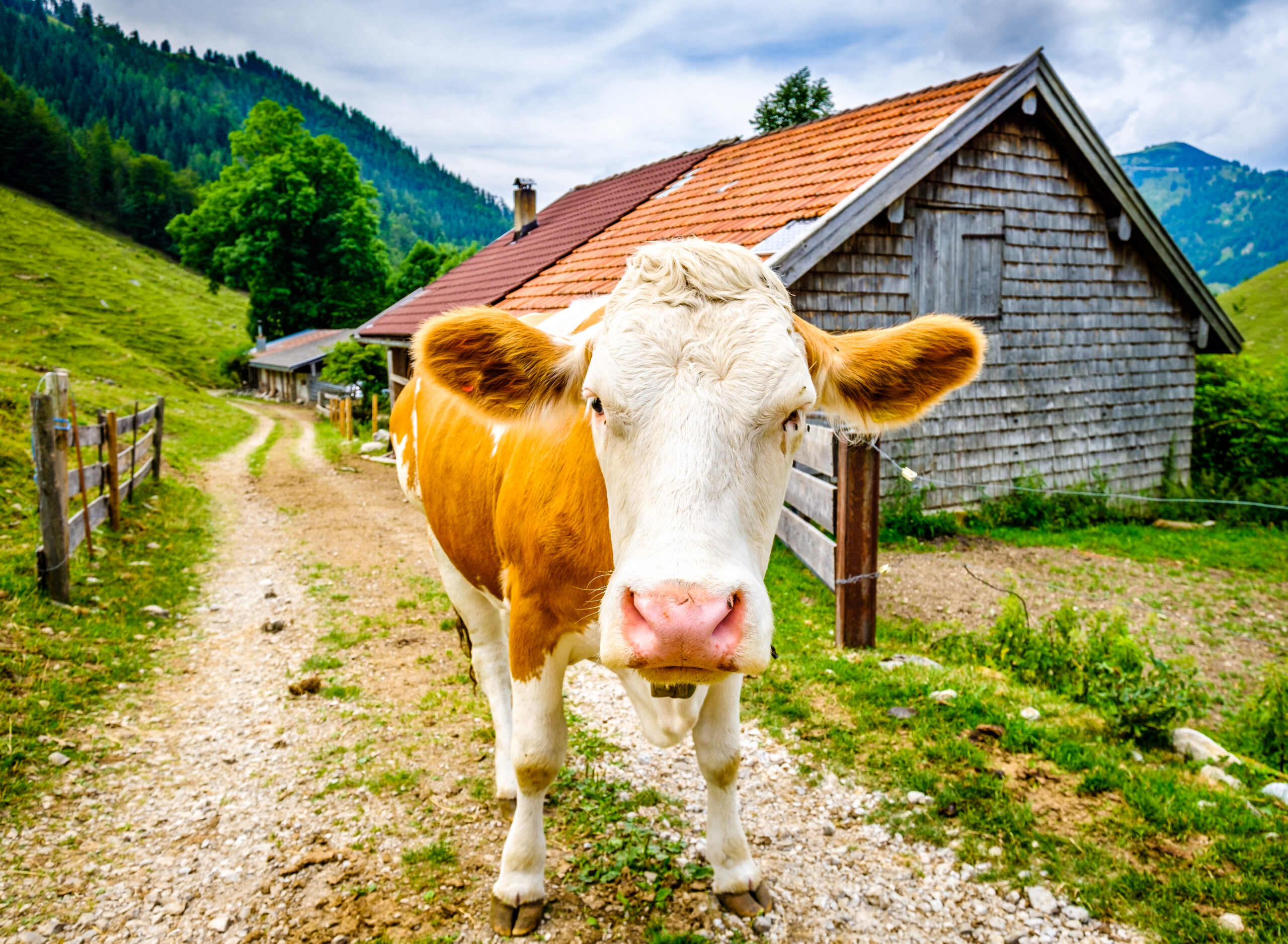 The Evolution of Home Insurance in America - Swyfft Blog