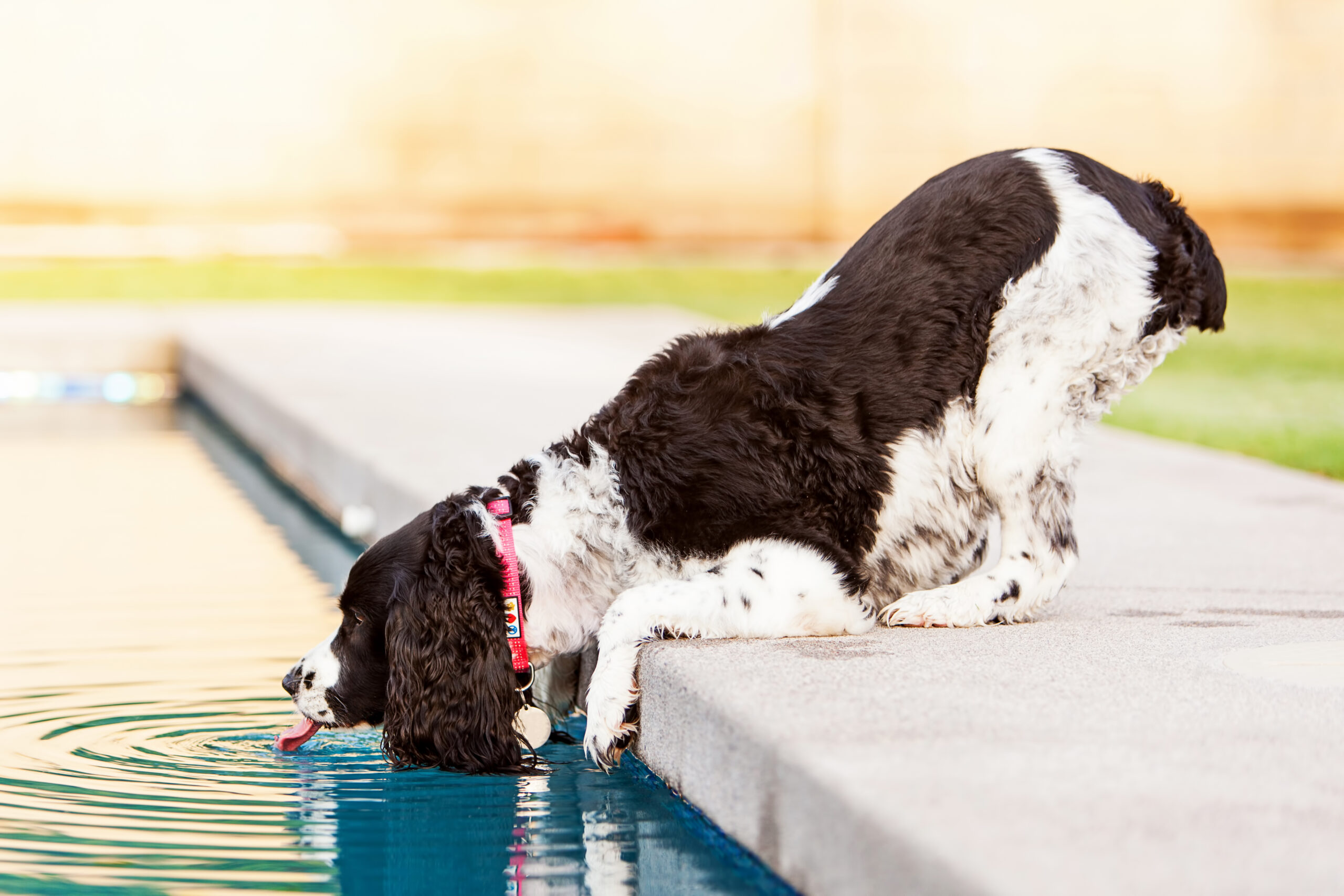 Pool Safety 101: Preventing Accidents and Liability Risks - Swyfft Blog